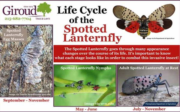 Spotted Lanternfly Information